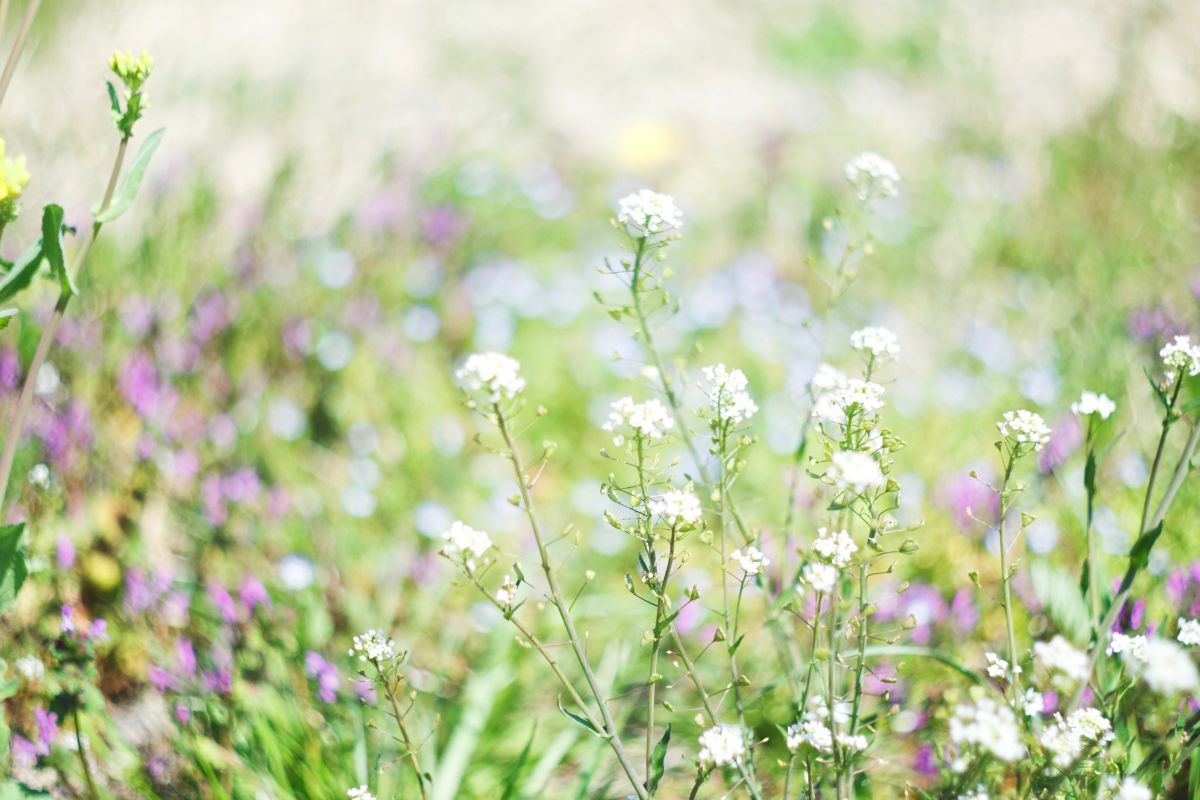 wild flower | GANREF