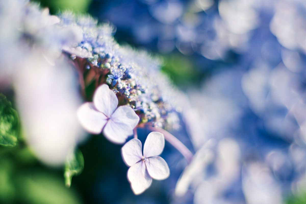 hydrangea 2017 | GANREF