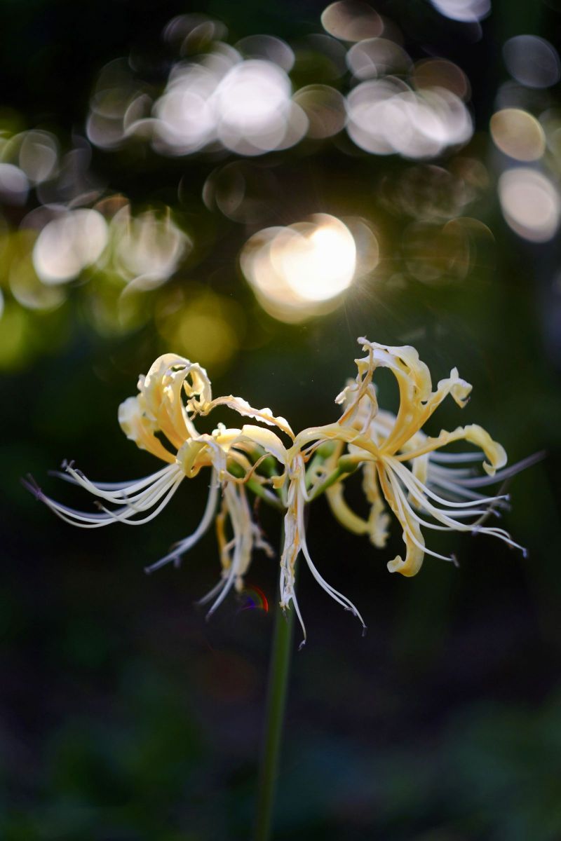 kiiroi higanbana | GANREF