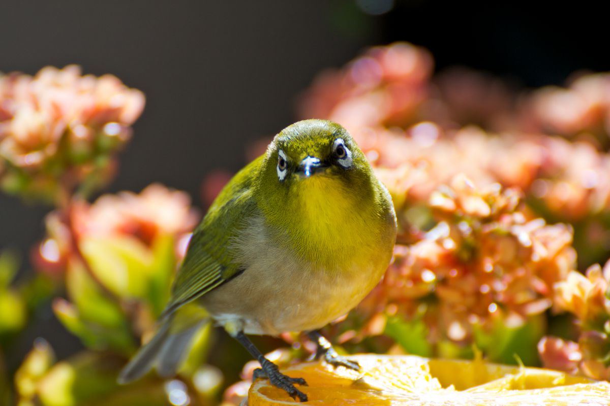 SHOWのレストランにようこそ | GANREF