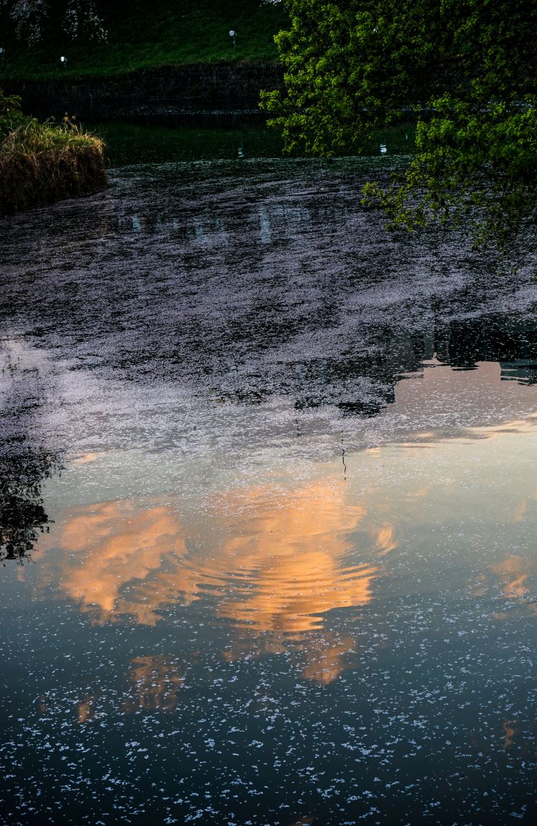 ばら色の雲が淵を覗きました。 | GANREF