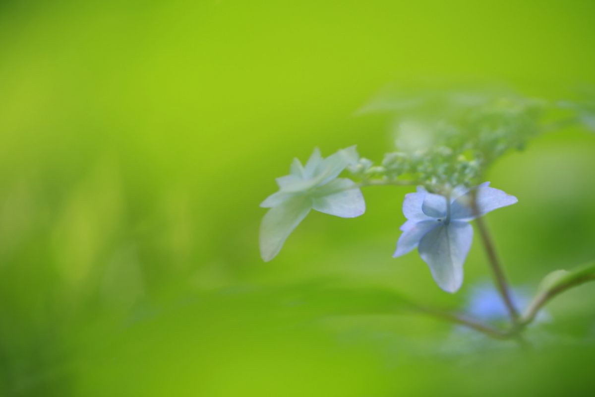 あじさい1 | GANREF