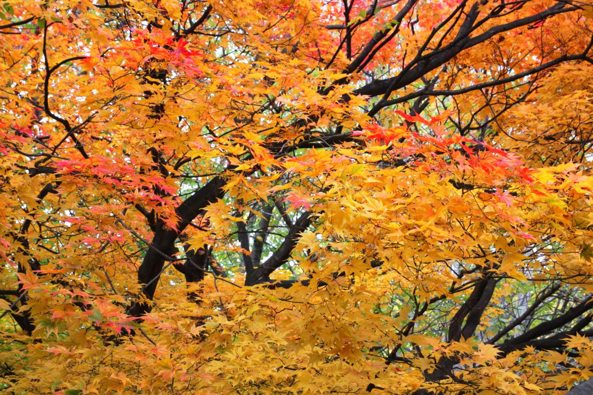 red & yellow | GANREF