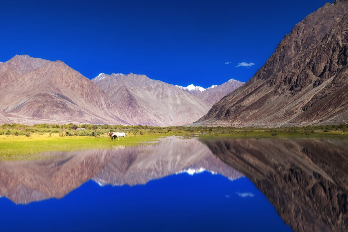 The reflect | GANREF