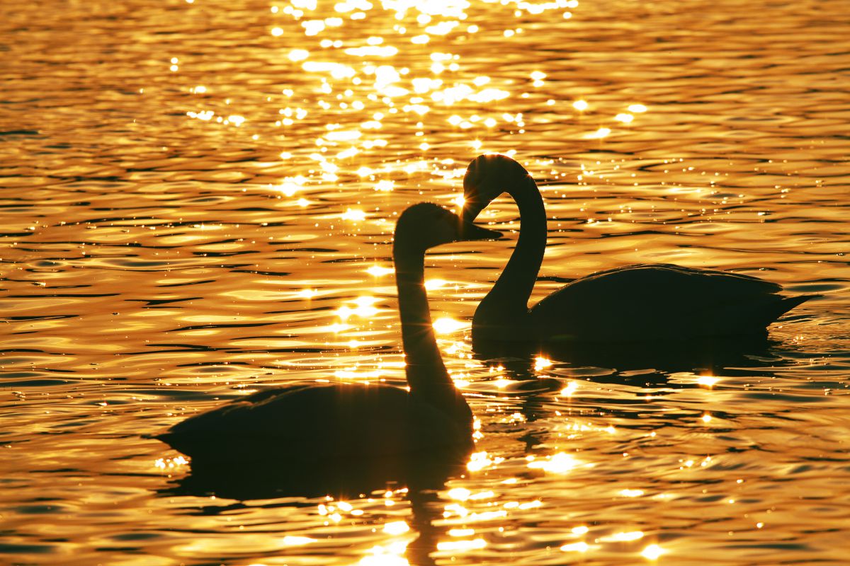 Hard to say I love you | GANREF