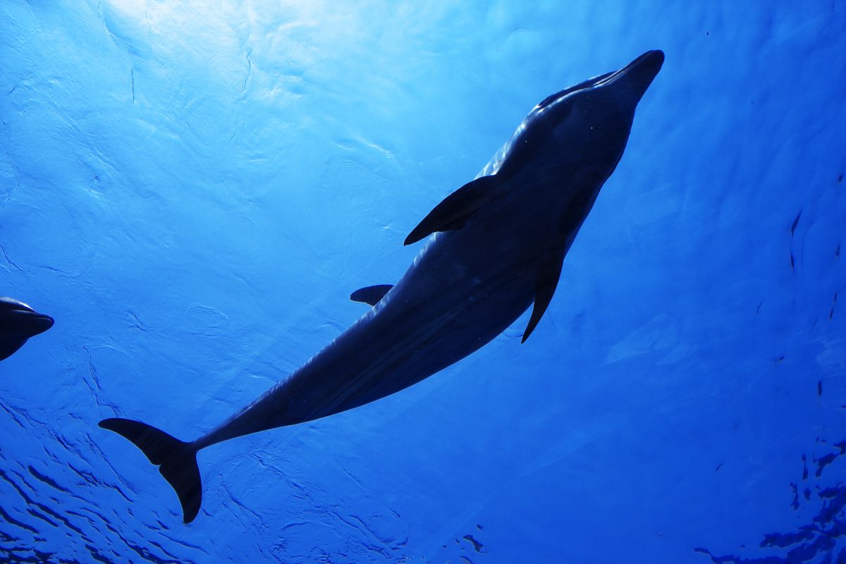 Dolphin blue | GANREF