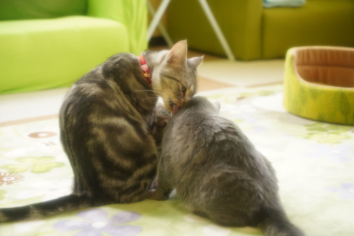 Neko -ほのぼの- | GANREF