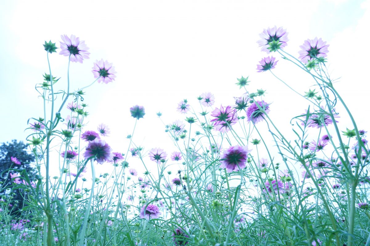 KOSMOS -憂- | GANREF