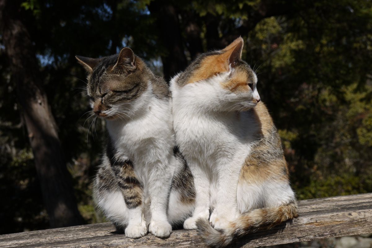 NEKO -シンクロ？- | GANREF