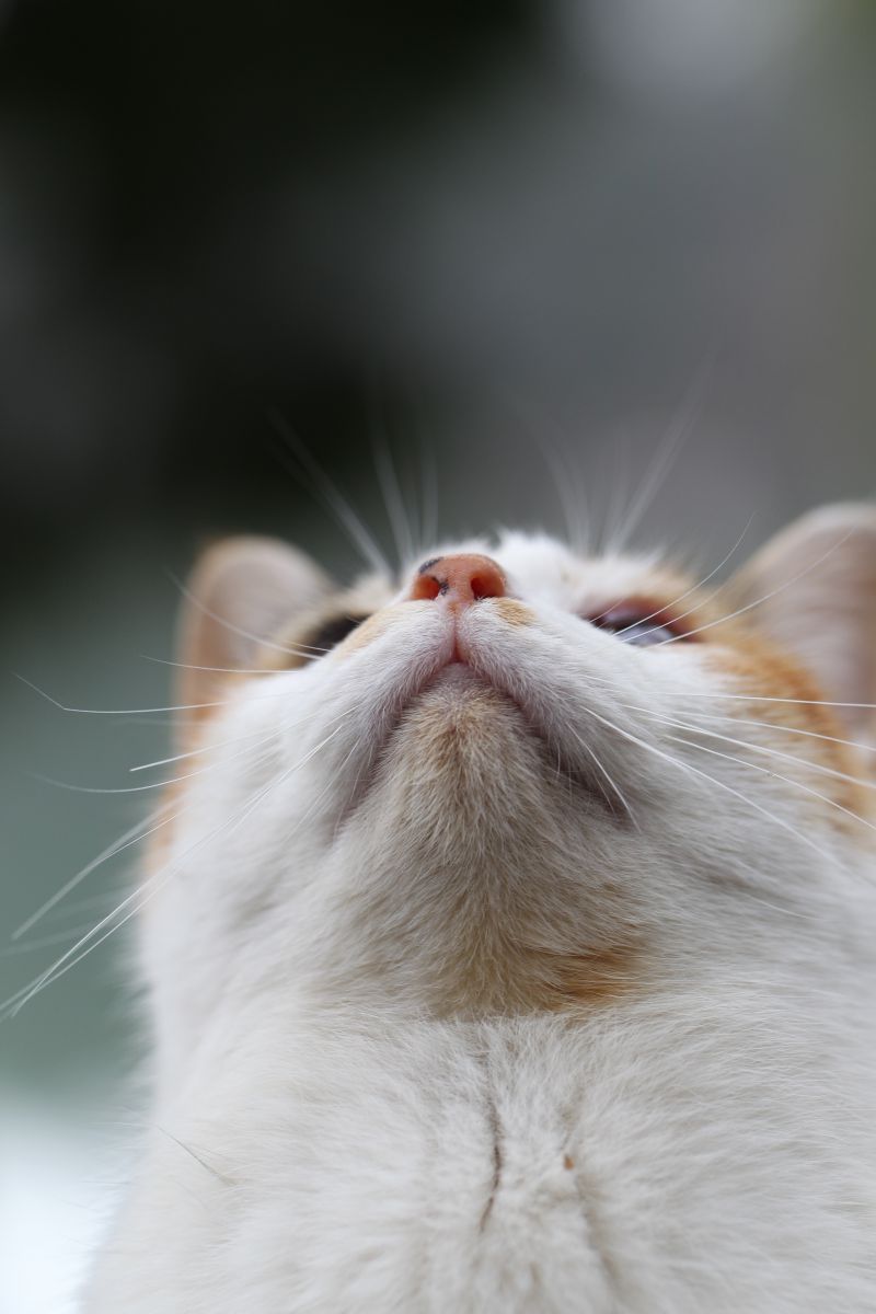 Neko -まなざし- | GANREF