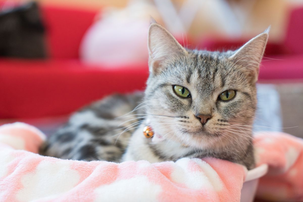 Neko -まなざし- | GANREF