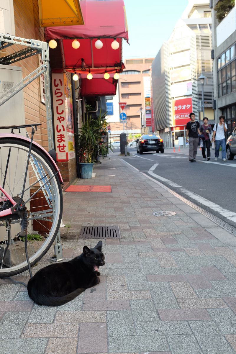 NEKO -いらっしゃいませ？- | GANREF