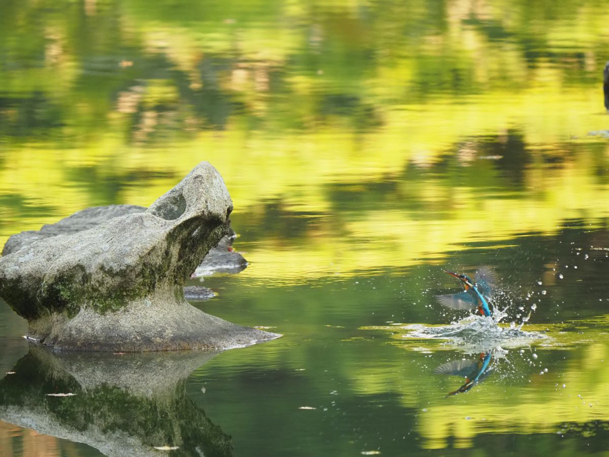飛び出す！ | GANREF