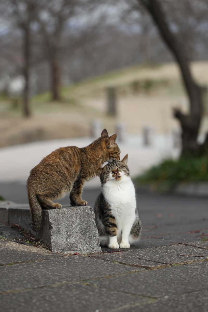 NEKO -love- | GANREF