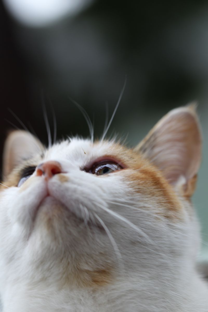 Neko -まなざし- | GANREF