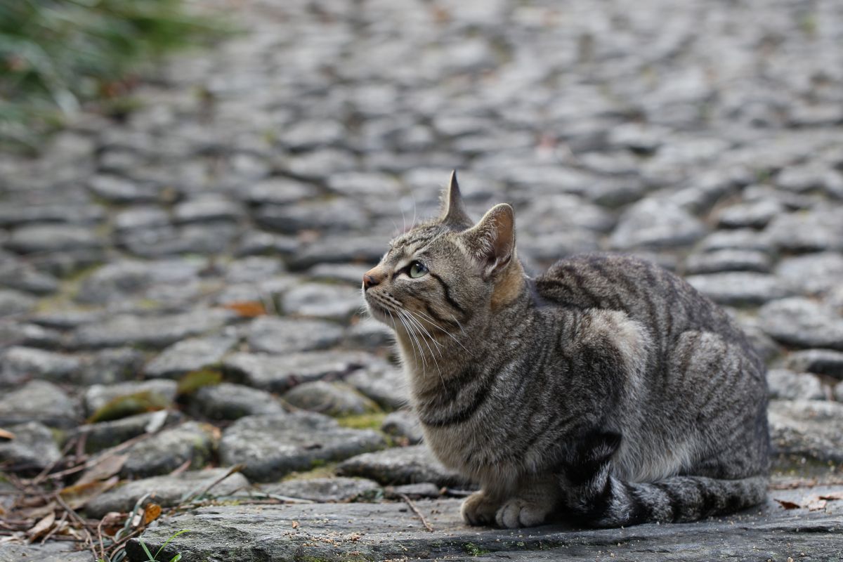 Neko -まなざし- | GANREF