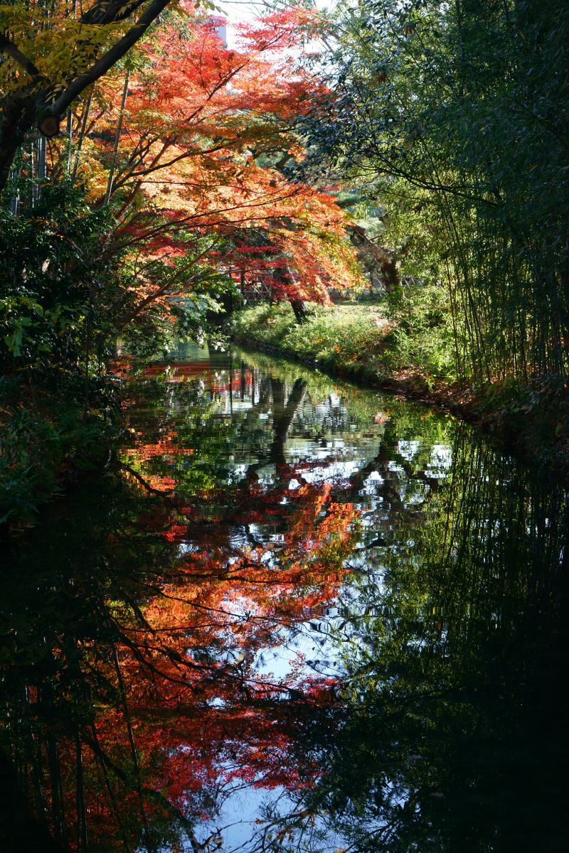 紅葉 -水鏡- | GANREF