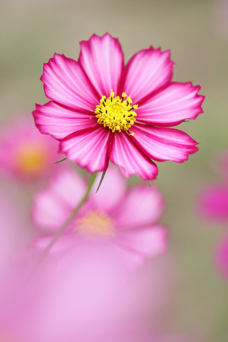 KOSMOS -彩- | GANREF