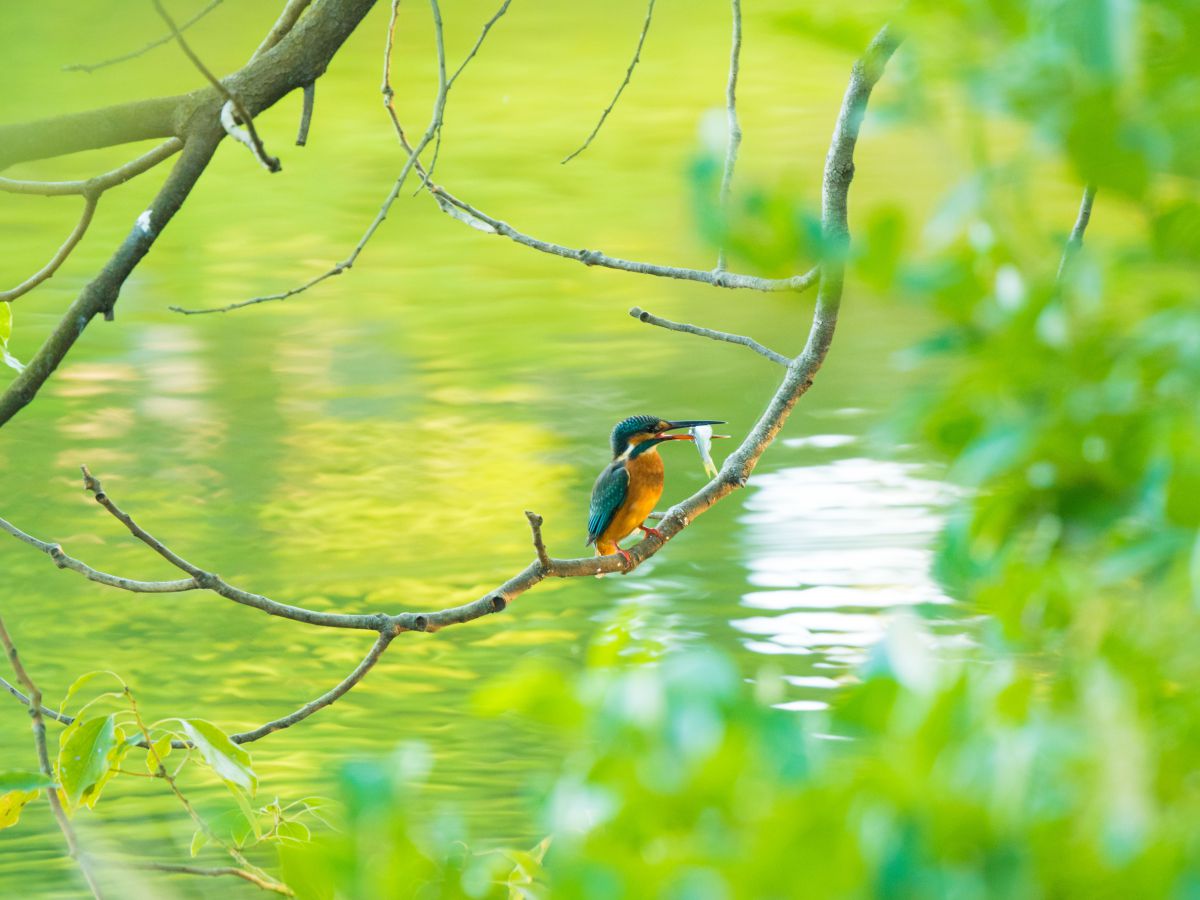 獲ったど～ッ！ | GANREF