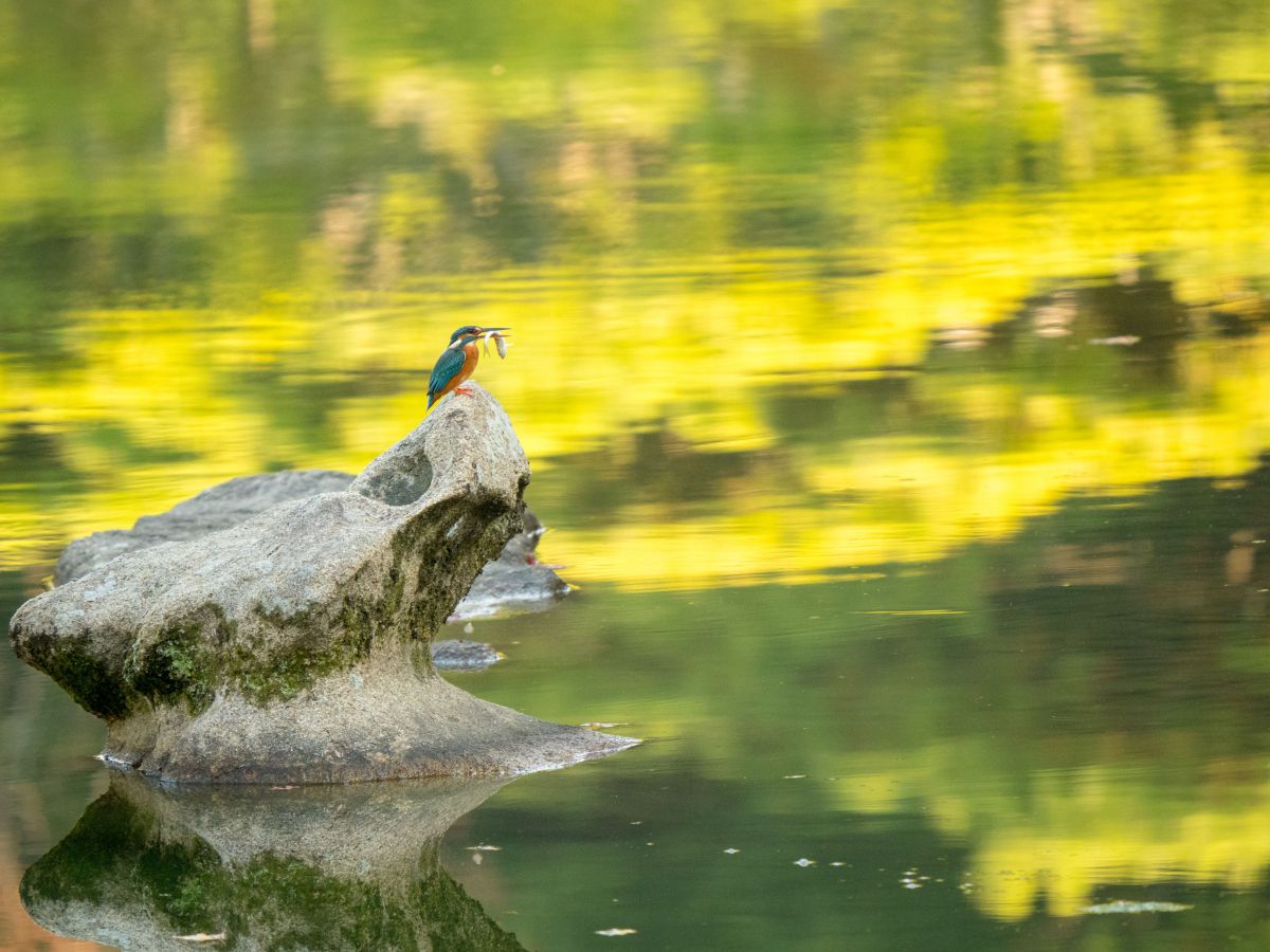 食欲の秋 | GANREF