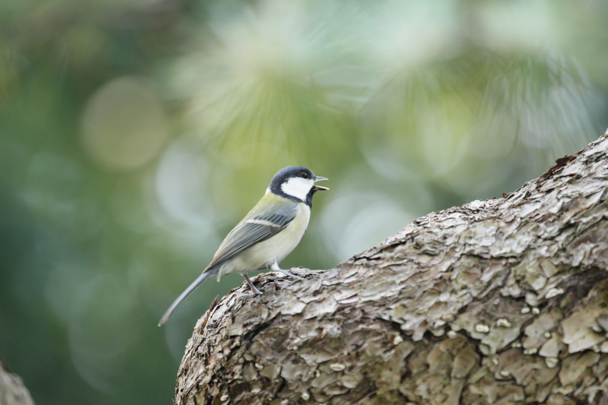 シジュウカラ -囀- | GANREF