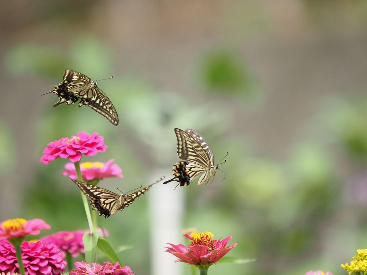 お花畑で追いかけて。 | GANREF