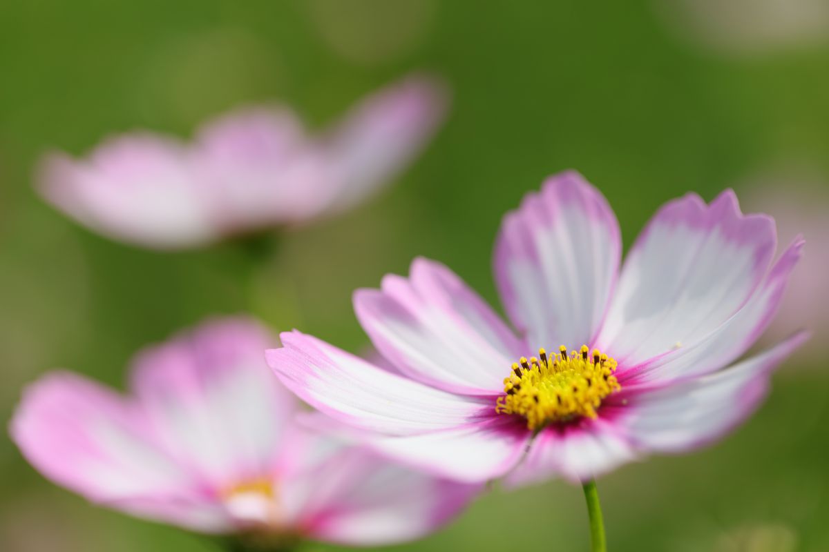 KOSMOS -彩- | GANREF