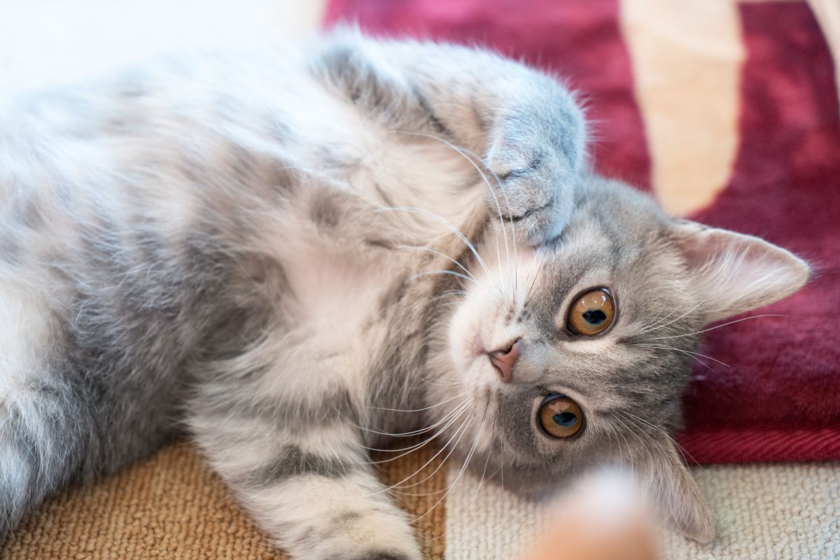 Neko -まなざし- | GANREF