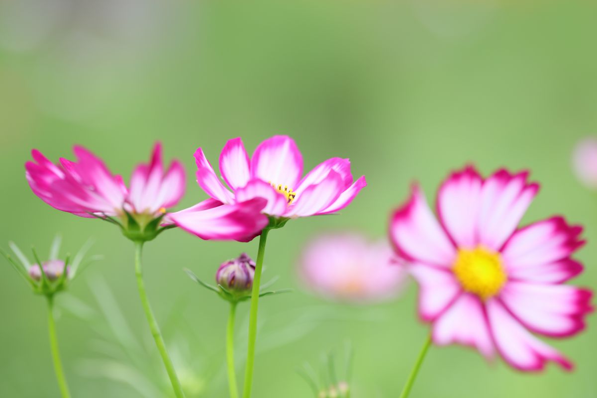 KOSMOS -彩- | GANREF