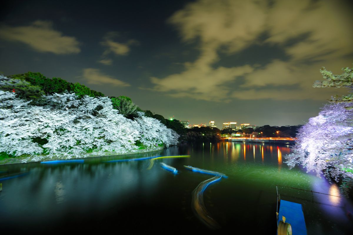 千鳥ヶ淵 夜桜 10 | GANREF