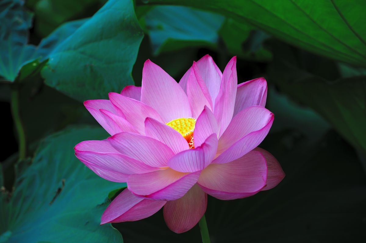 上野の蓮 07 | GANREF