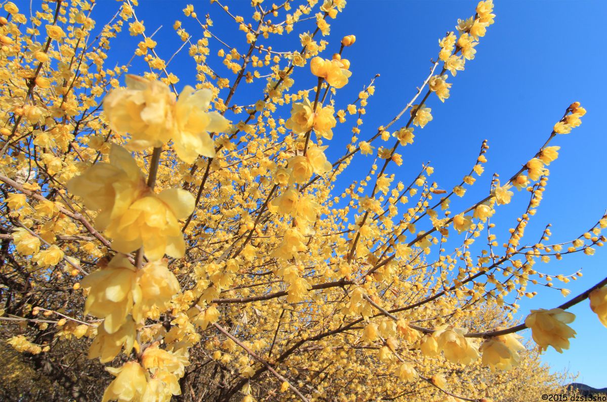 IMG_2212-2.jpg | GANREF