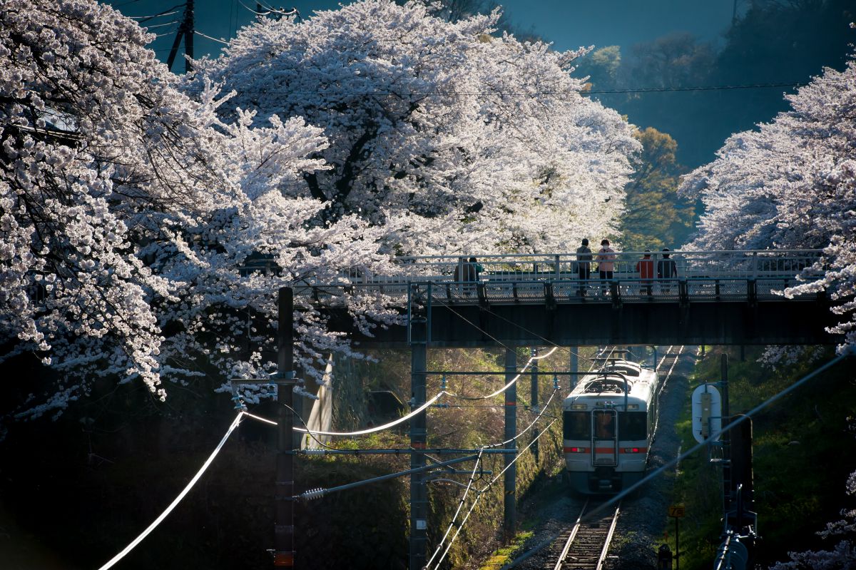 のんびり花見 | GANREF