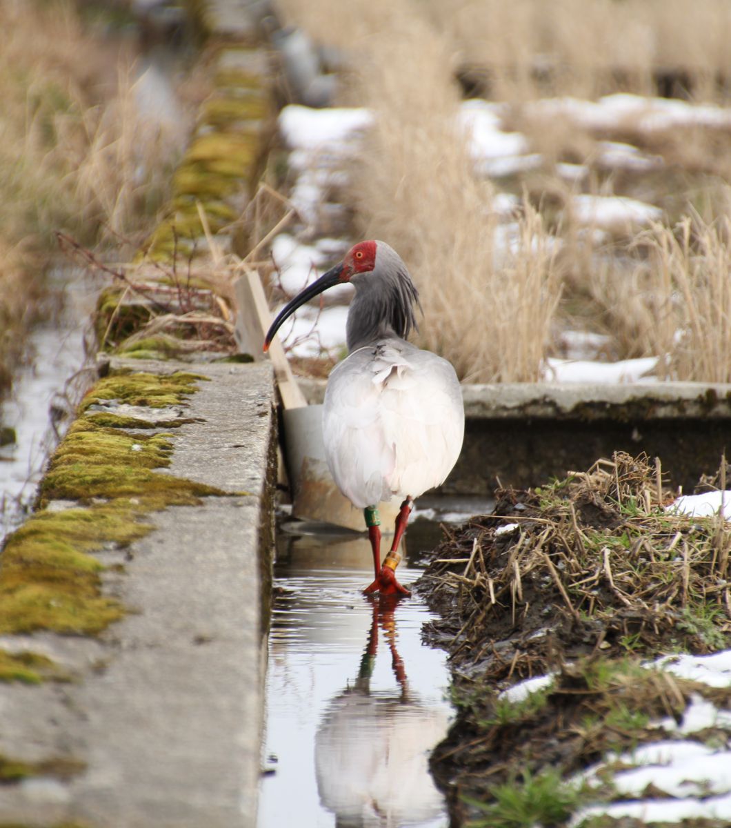 見返り美人♪ | GANREF