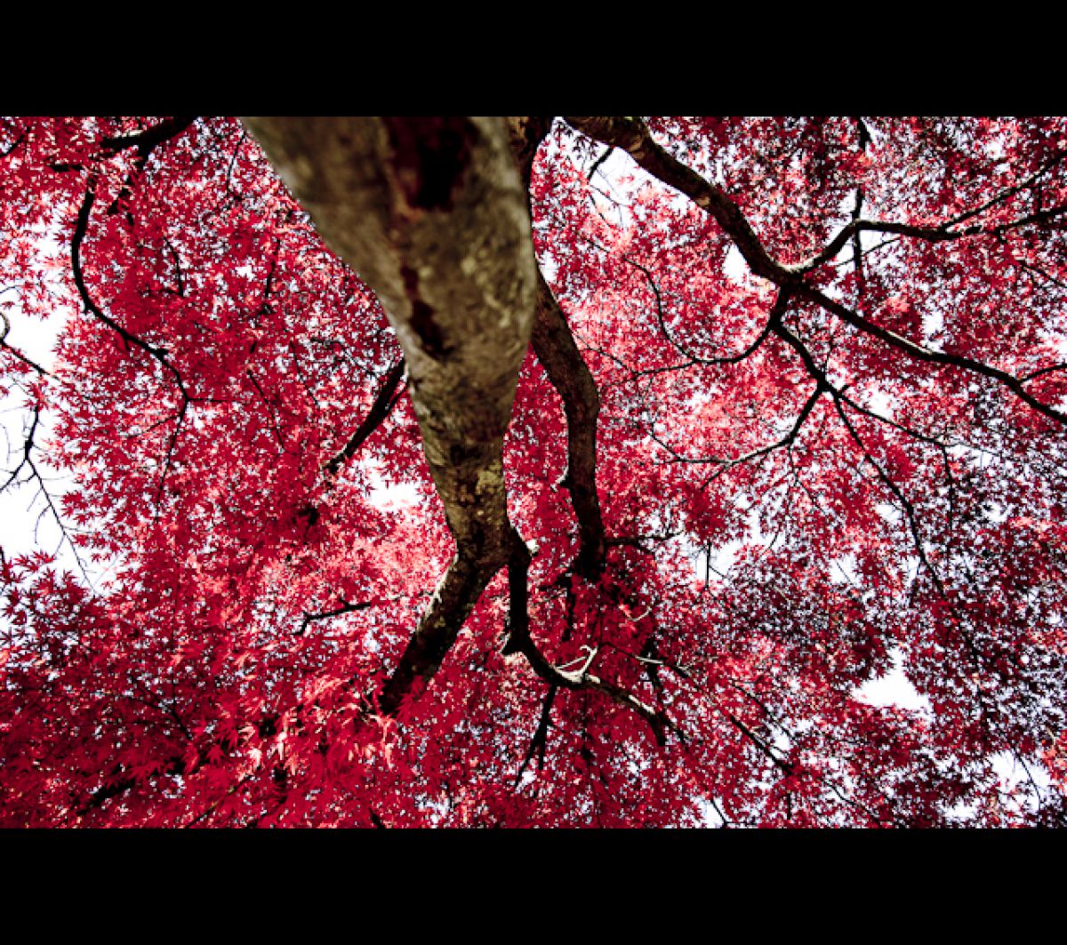 opposite side | GANREF