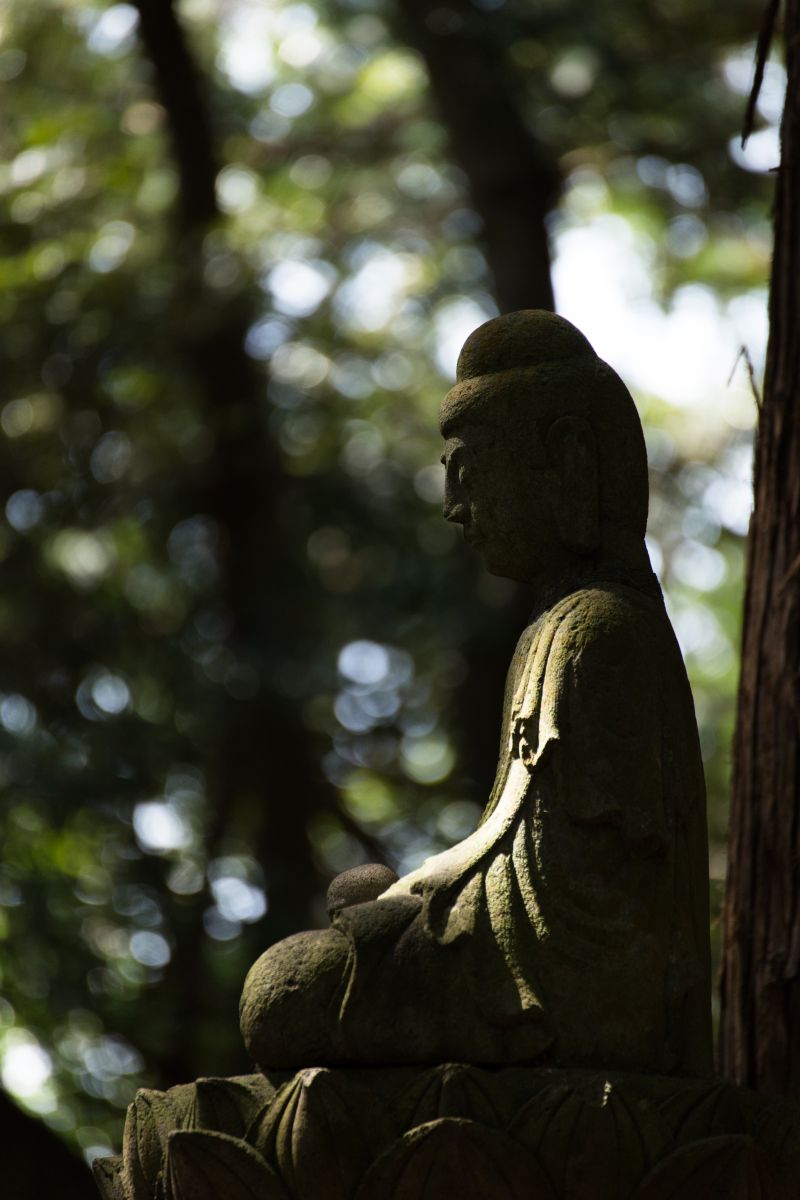 森の光背 | GANREF