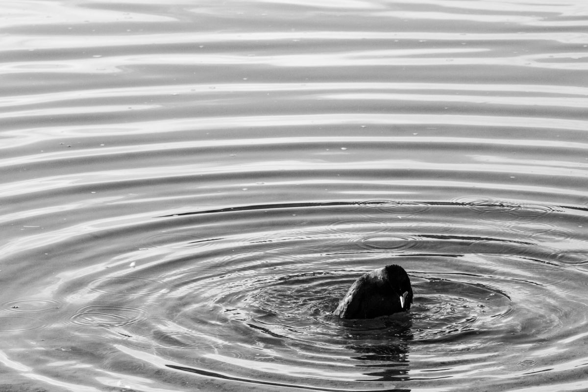 Dark bathing | GANREF