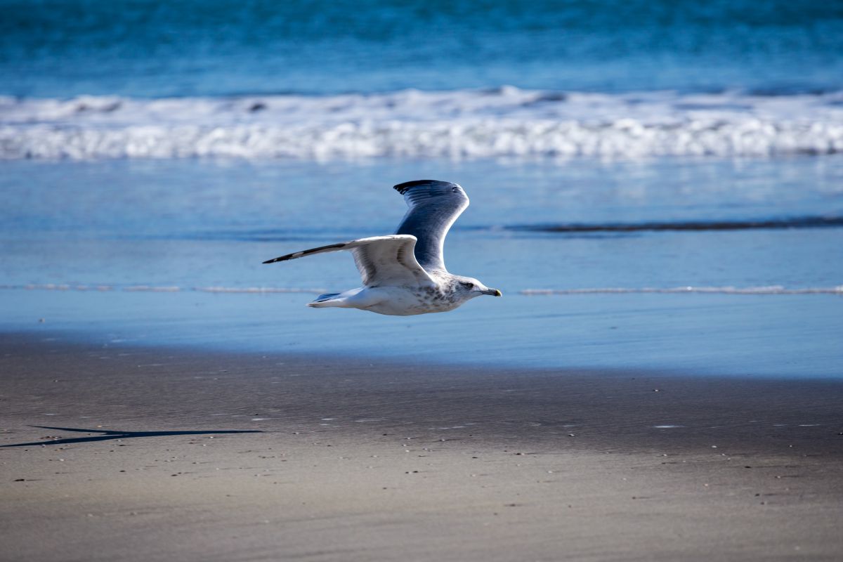 Low altitude flying | GANREF