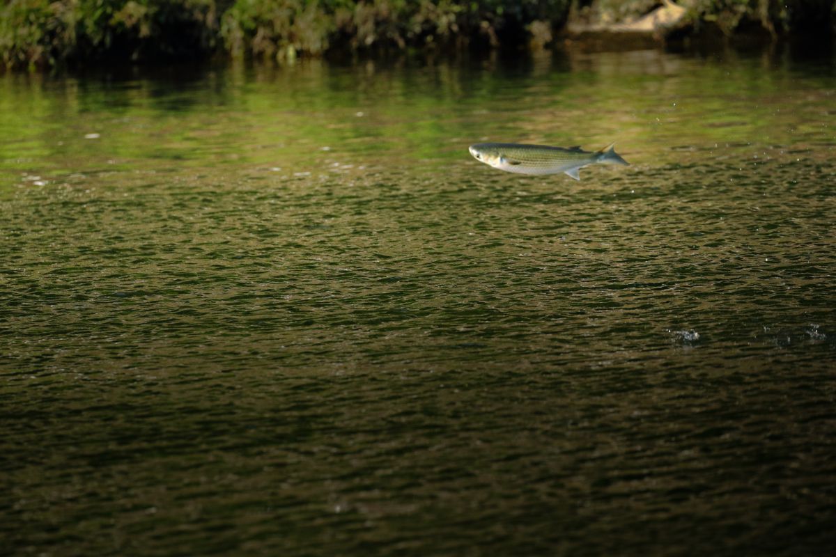 Oh, Sky Fish! | GANREF