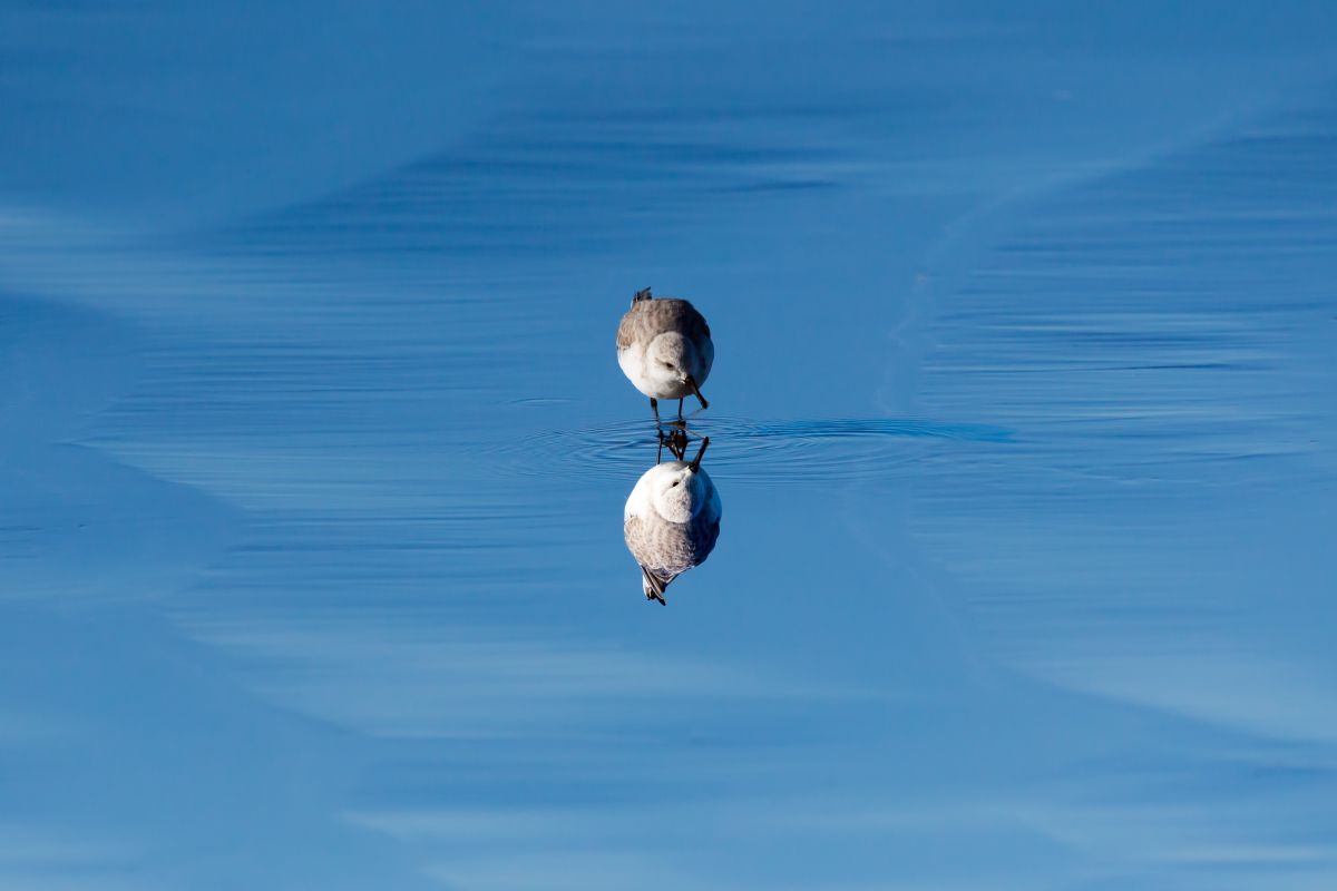 I was staring at me. | GANREF