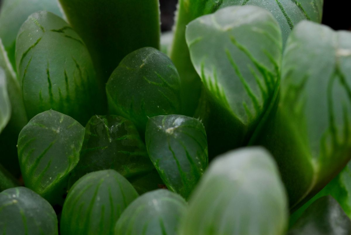 緑の宝石2.jpg | GANREF