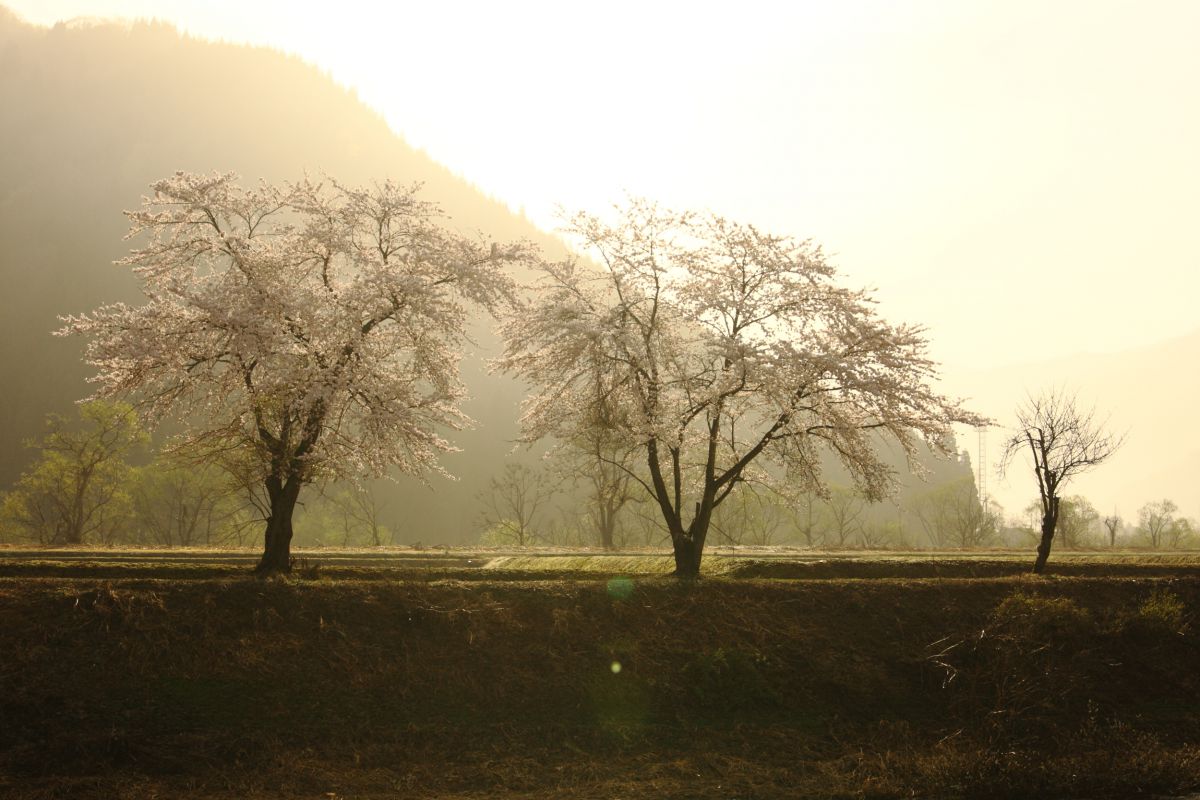 Morning -Sun | GANREF