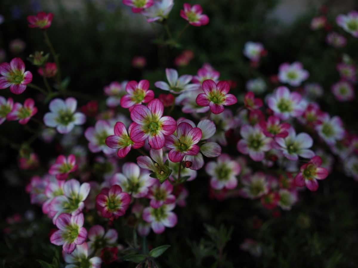 little flower | GANREF