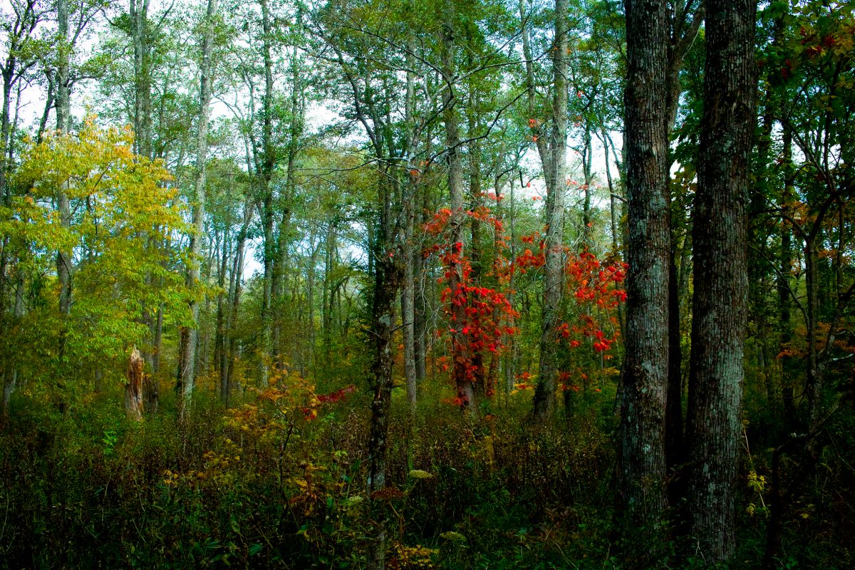 Red Impression | GANREF