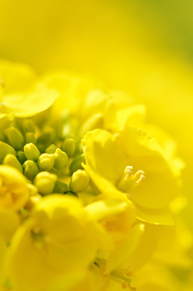 Spring Yellow | GANREF