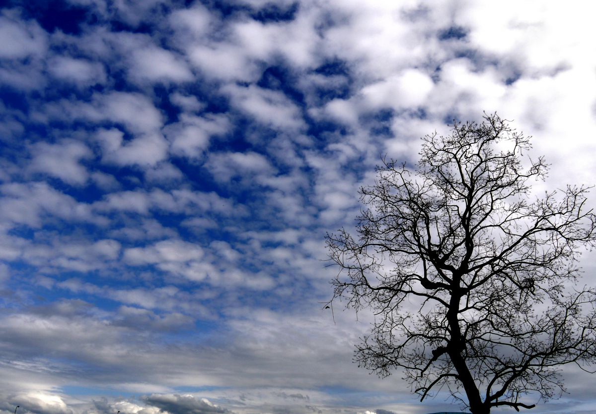 sky ＆ tree | GANREF