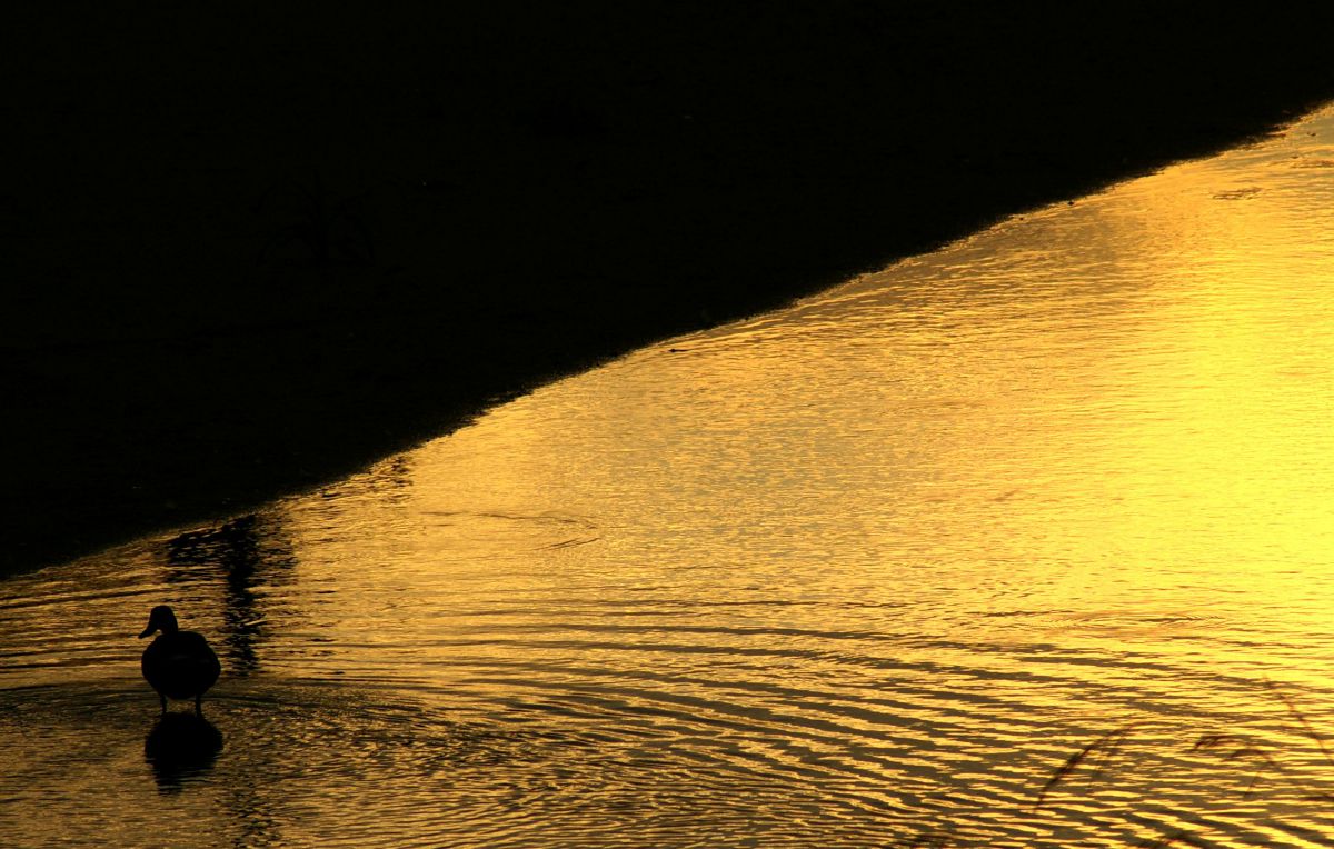 black＆gold. | GANREF