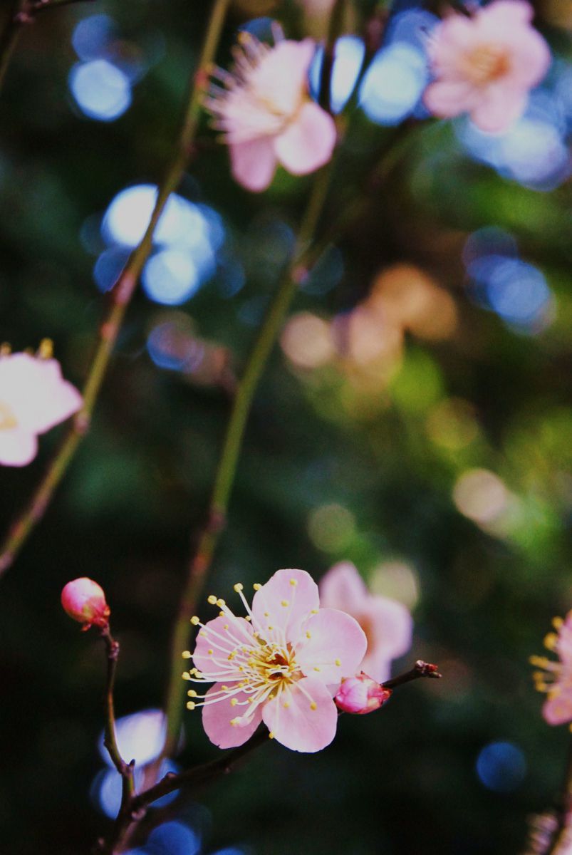 はるいろ | GANREF