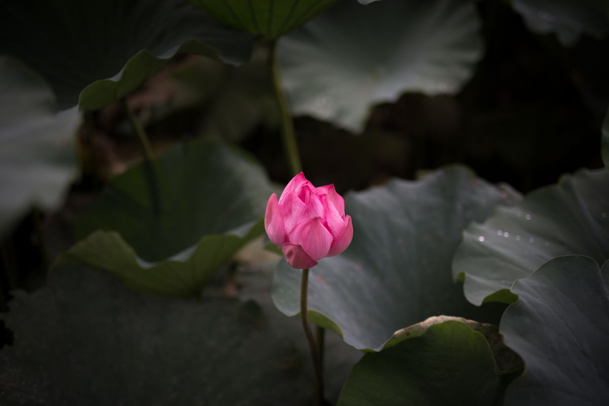 Lotus Blossom | GANREF