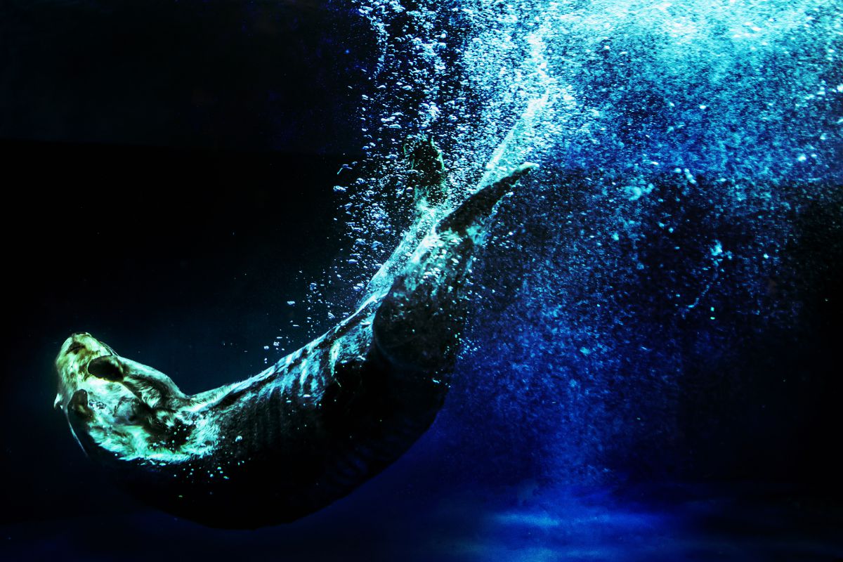 dive into the water | GANREF